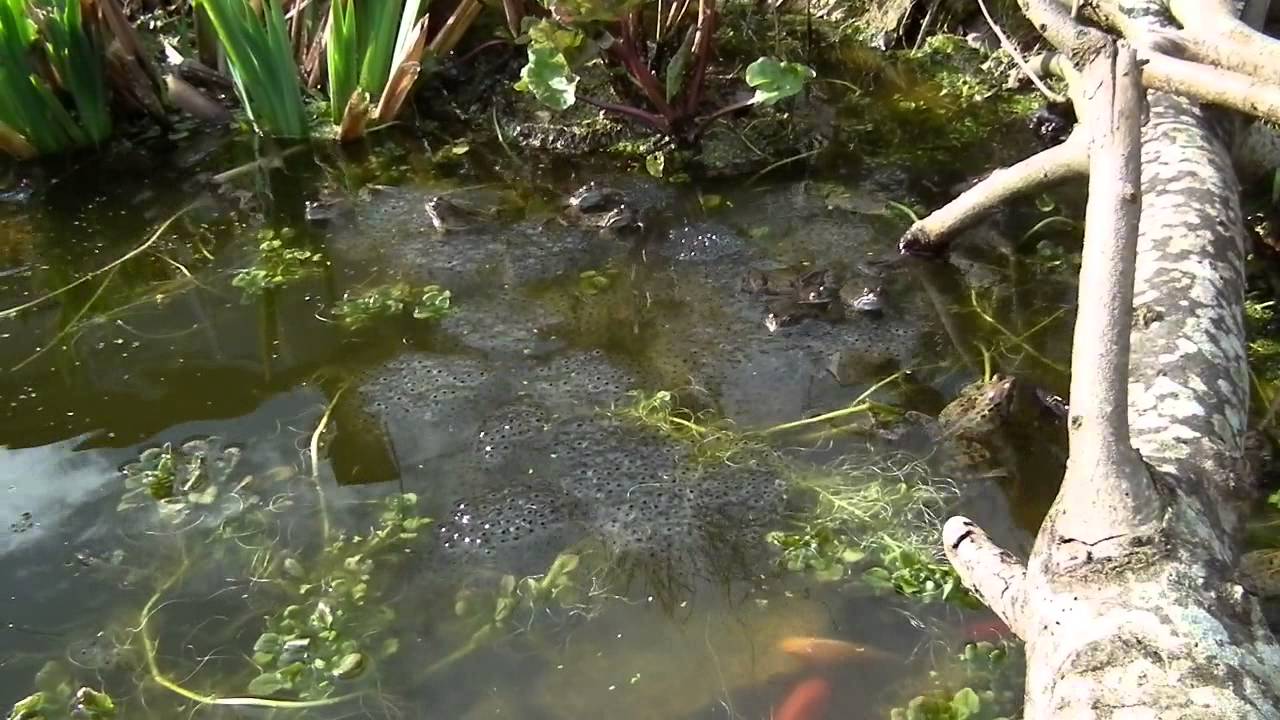 Frog invasion - YouTube