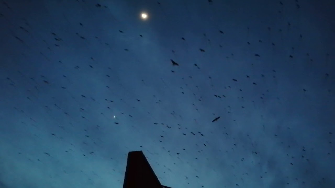 Tusindvis af flyvende hunde/flagermus i Hervey Bay, Australien - YouTube