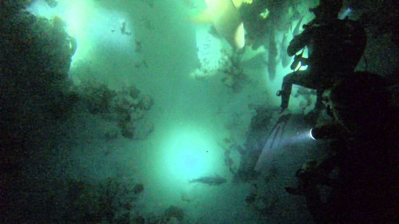 night dive maldives january 2015 #1 - YouTube