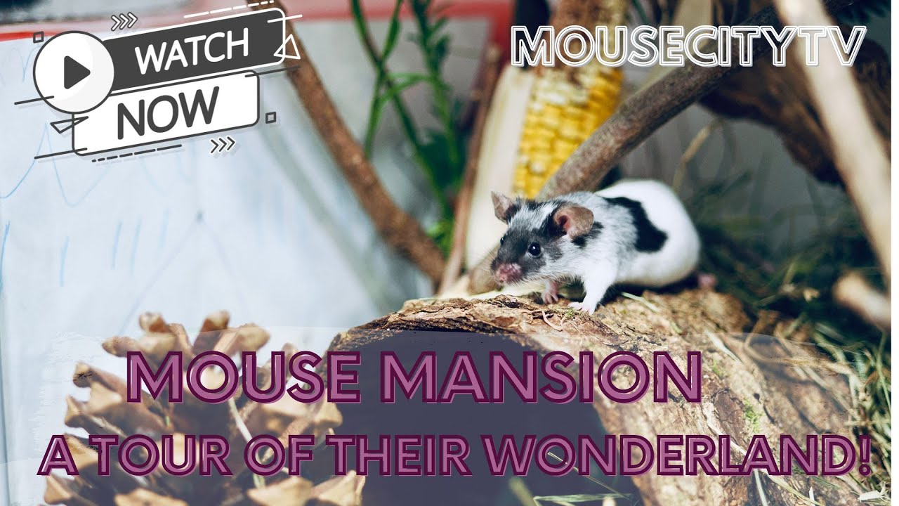 Mouse Mansion: A Tour of Their Wonderland! 🐭 MouseCityTV - YouTube