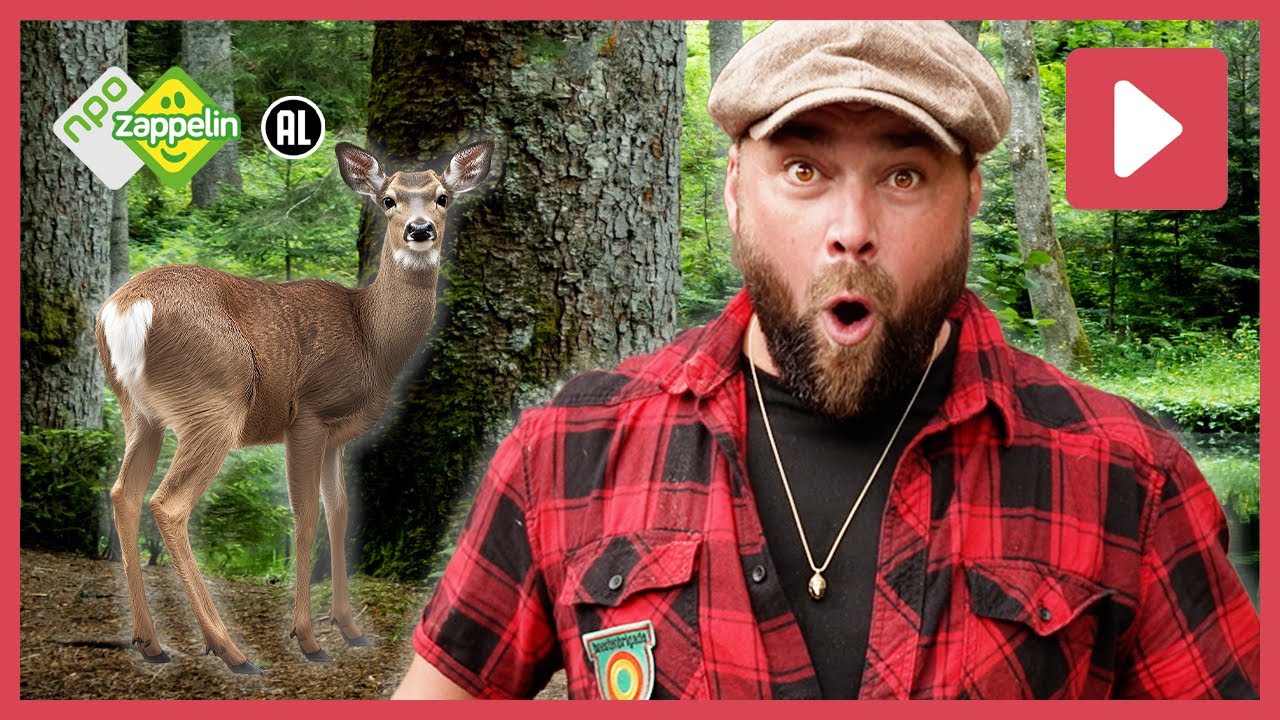 EEN REE SPOTTEN MET BOSWACHTER TIM 🦌 | Beestenbrigade Wilde Dieren ...