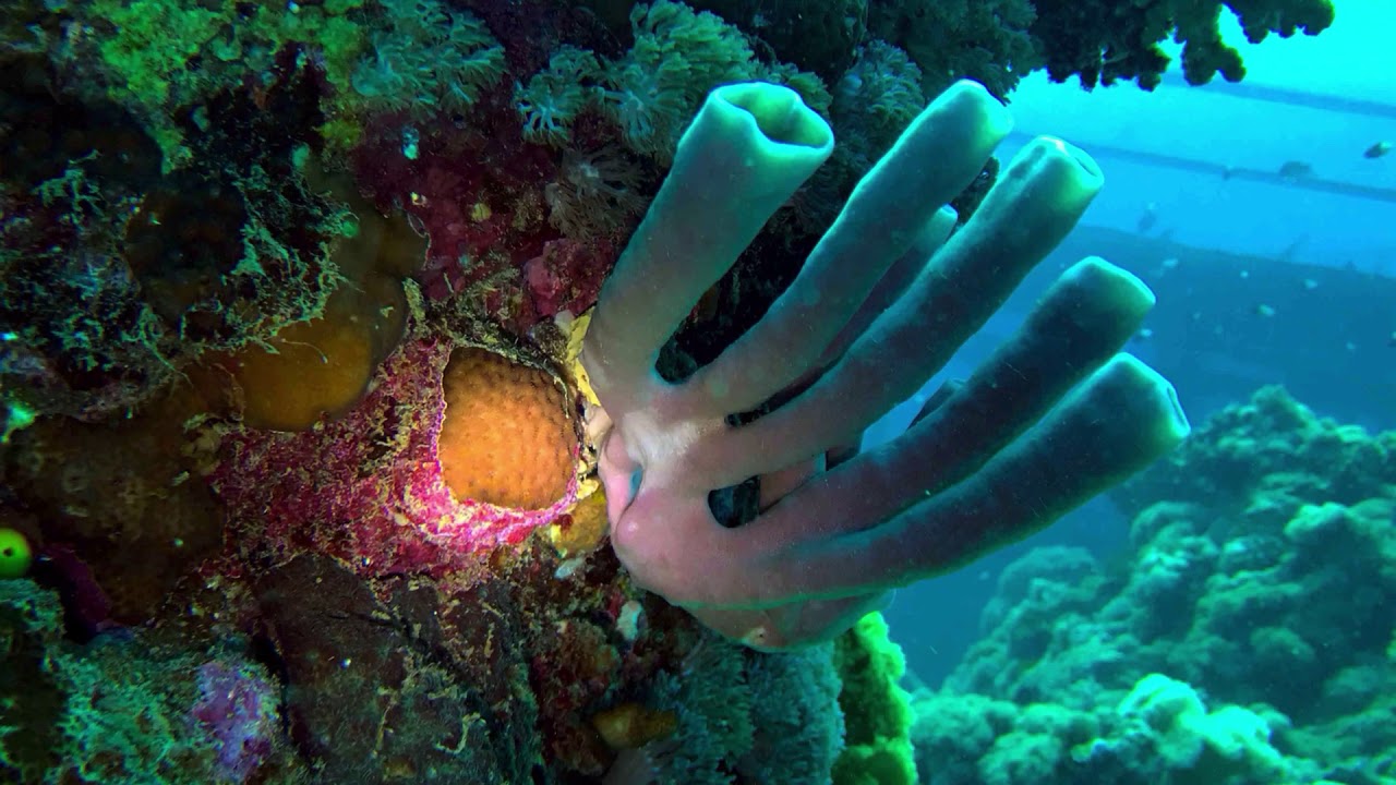 jeddah red sea diving photos 23 November 2018 - YouTube