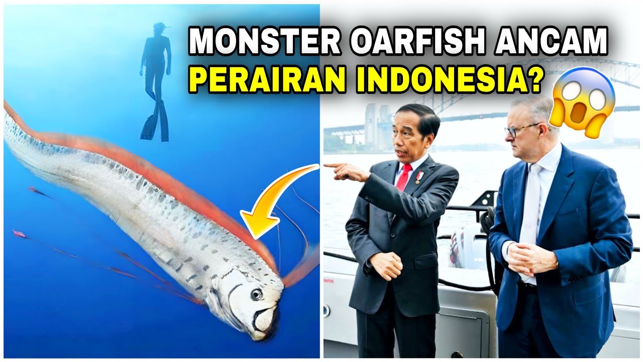 Gempar, OARFISH muncul di INDONESIA‼️5 kemunculan ikan kiamat paling ...