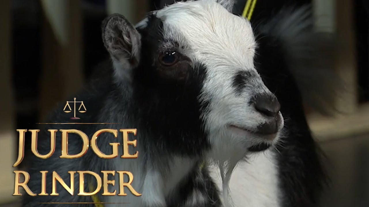 Goat Gets Barred From Pub | Judge Rinder - YouTube