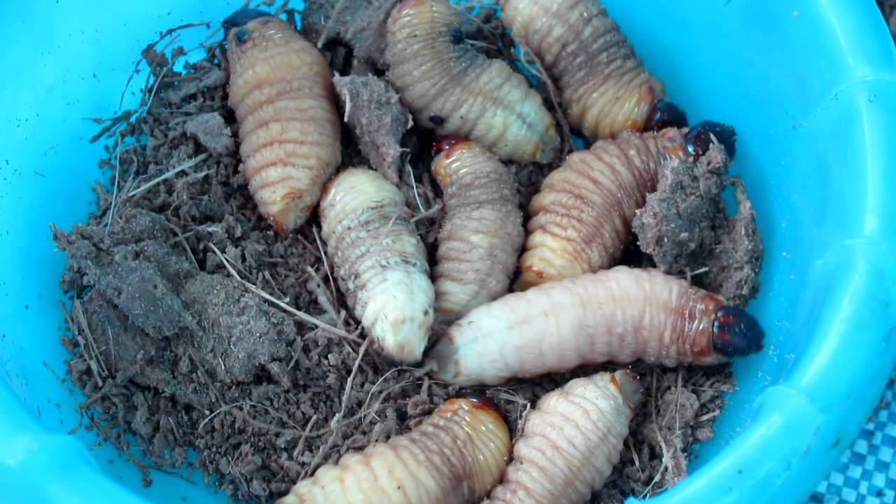Sago Worms in Sarawak, Borneo - YouTube