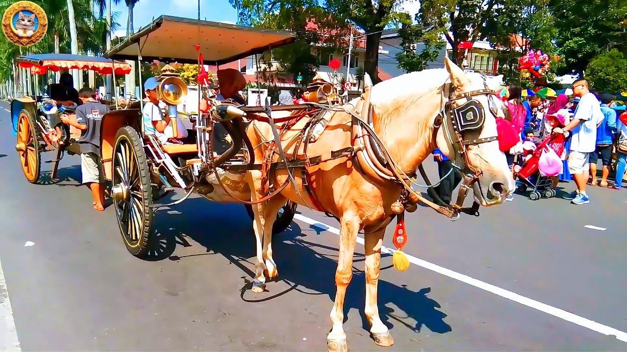 Lagu NAIK DELMAN Terbaru 2024, Lagu Anak Naik Kuda Delman Kududuk Di ...
