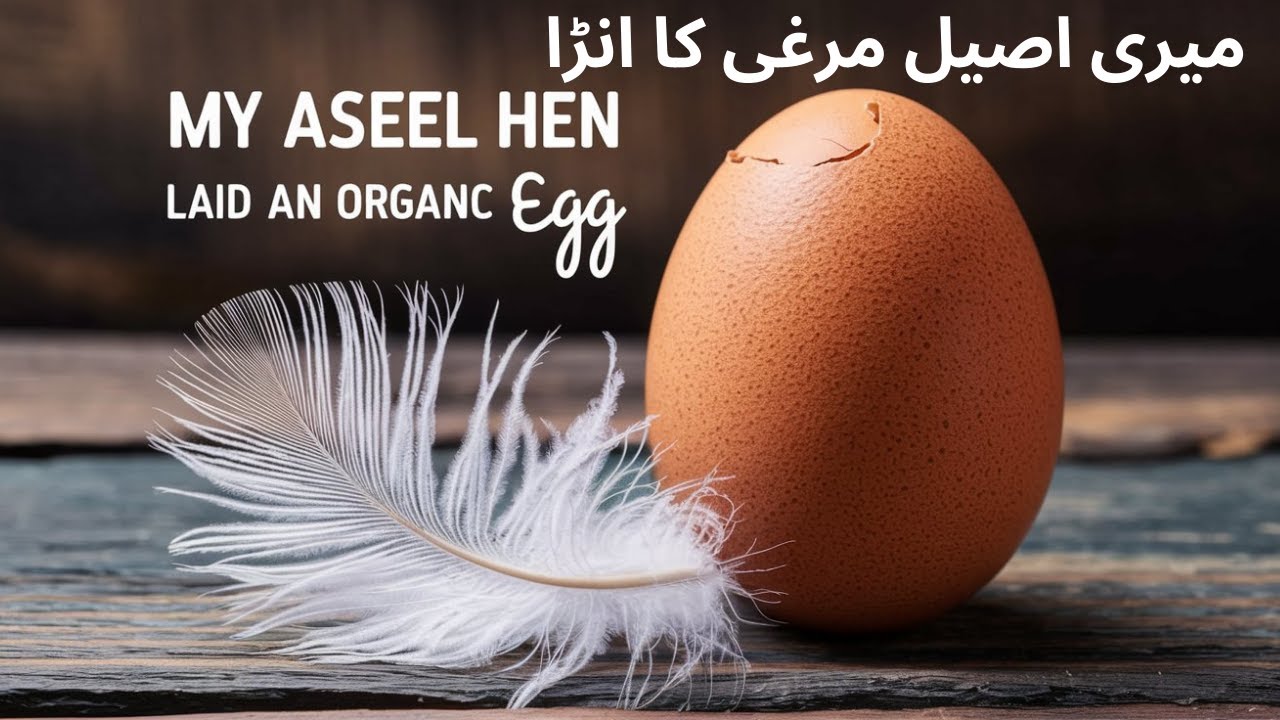 🥳Aseel Ka Anda🥚😍| Aseel Hen Laid Second Egg | Organic Egg - YouTube