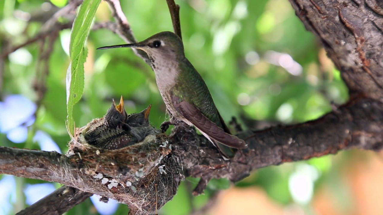 Baby Hummingbird Eyes Is Opening - YouTube