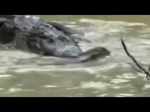 Python vs Alligator Real Fight Python attacks Alligator - YouTube