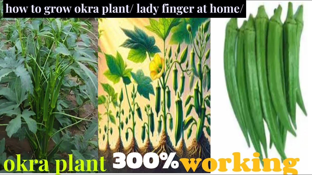 how to grow okra plant/growing okra at home/lady finger/in home garden ...