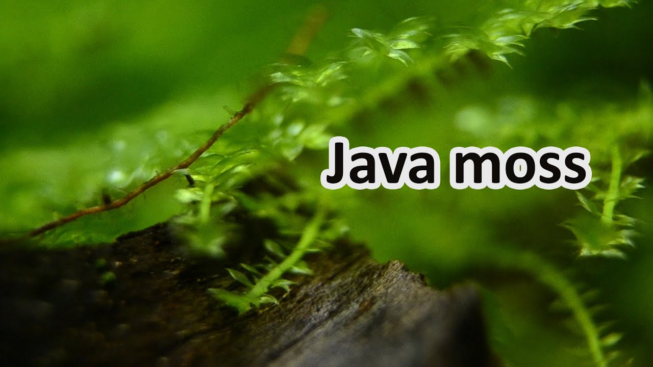 Java moss (Taxiphyllum barbieri) In Tropical Freshwater Aquarium - YouTube