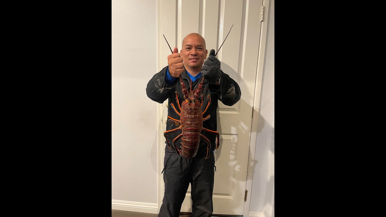 More lobster hooping tips, rules, regulations, and another GIANT! - YouTube