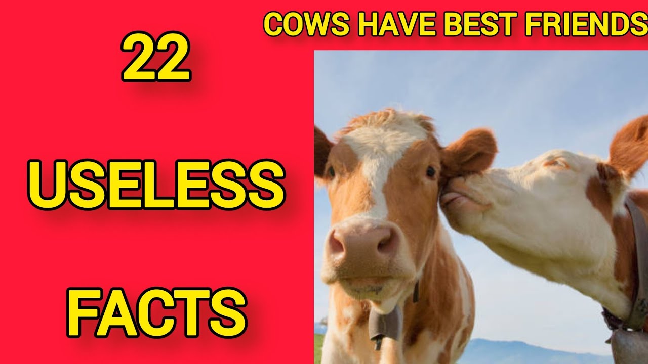 Pointless Facts That Are Way Too Interesting | 22 USELESS Facts - YouTube