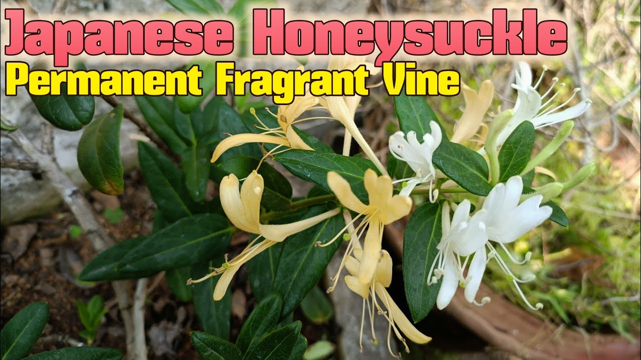 Japanese Honeysuckle Vines