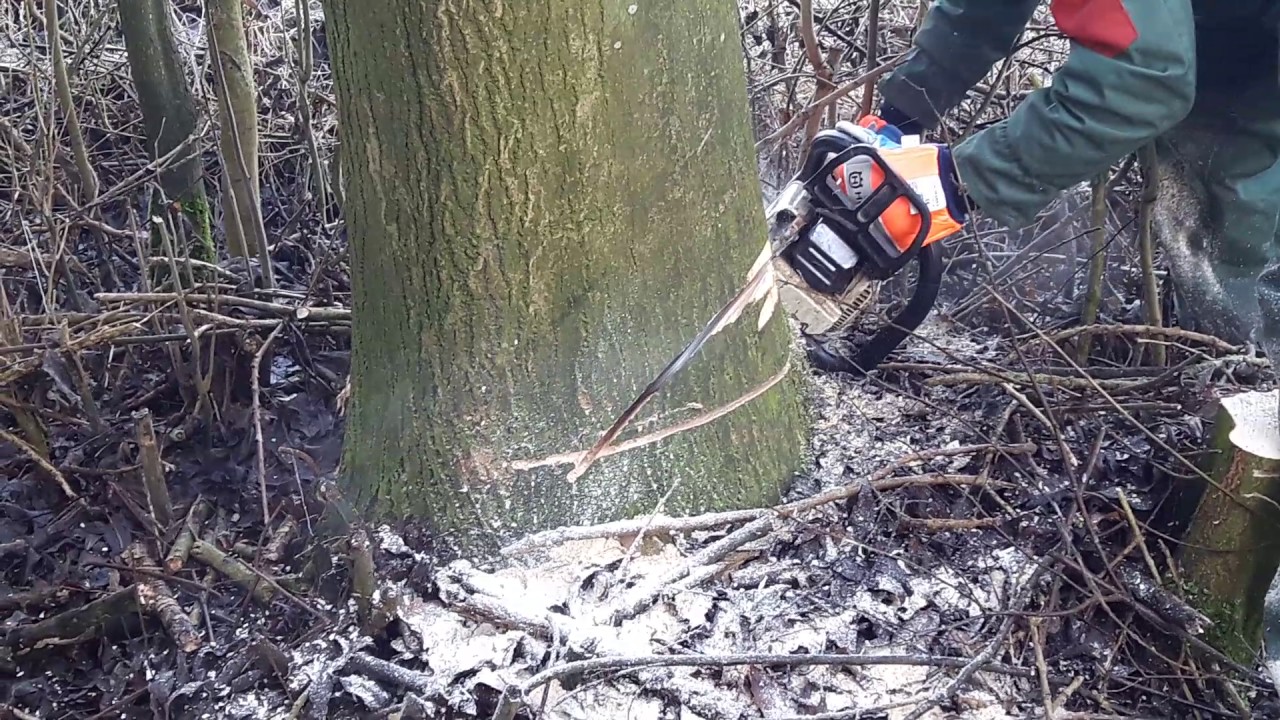 bomen vellen 2016 - YouTube