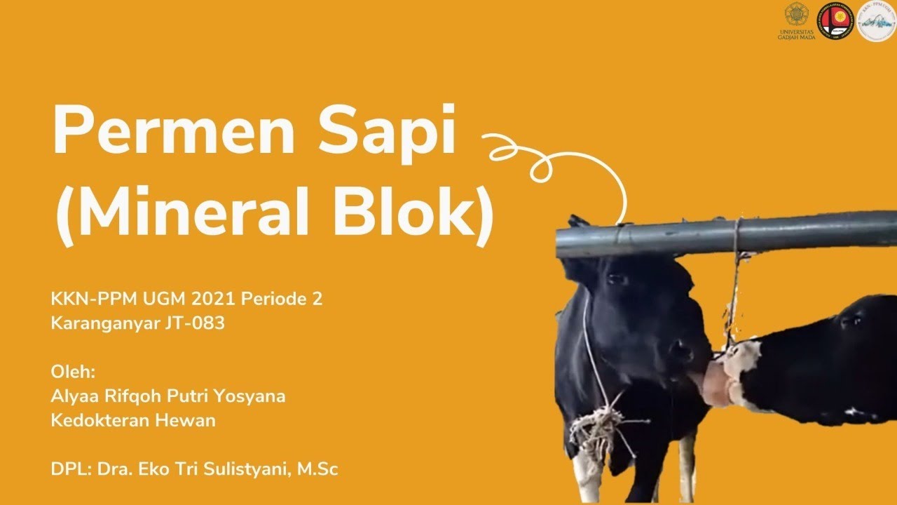 Pengenalan Manfaat Permen Sapi (Mineral Blok) - YouTube