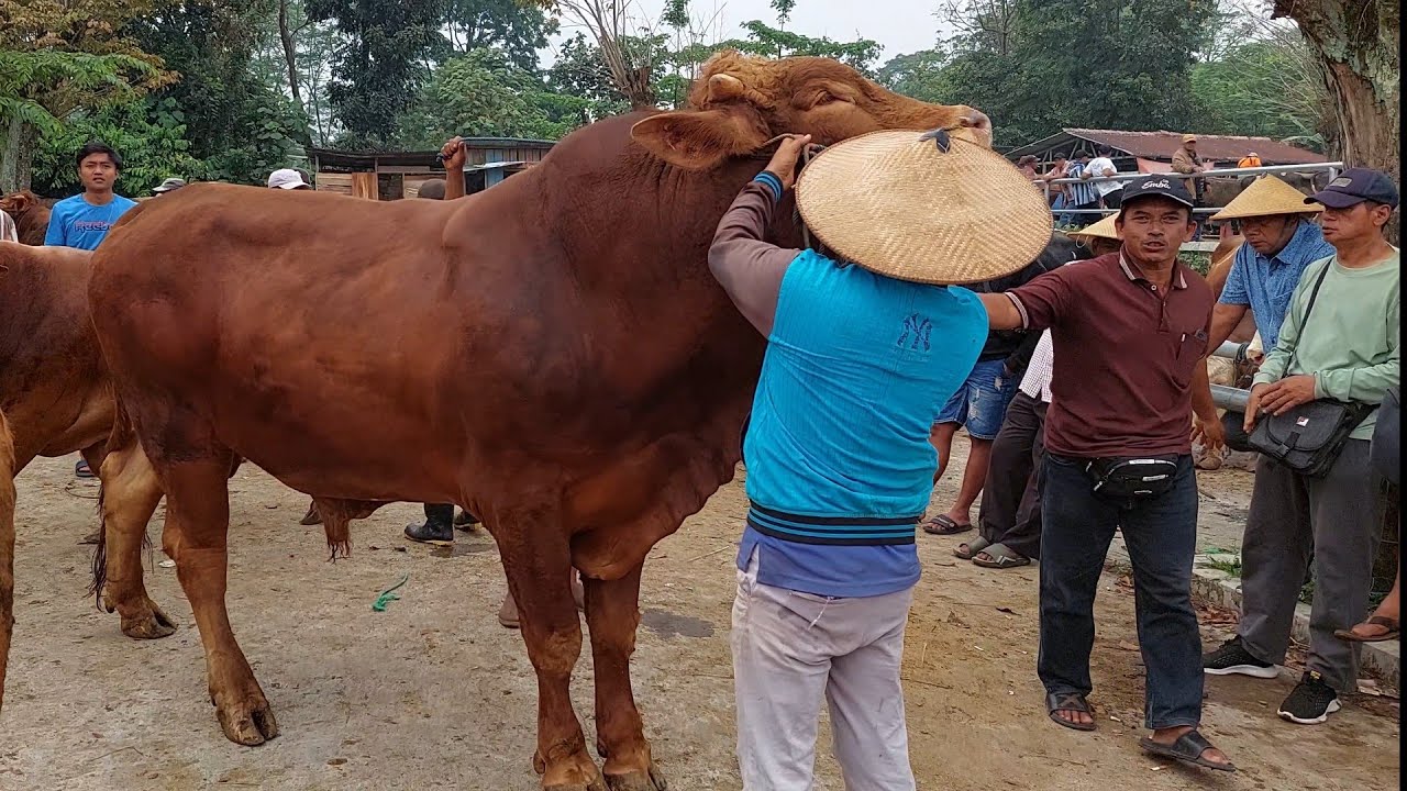 SAPI LEMOXIN SUPER TINGGI‼️ CEPAT LAKU LANGSUNG CAST DI TEMPAT🔥🔥🔥 - YouTube