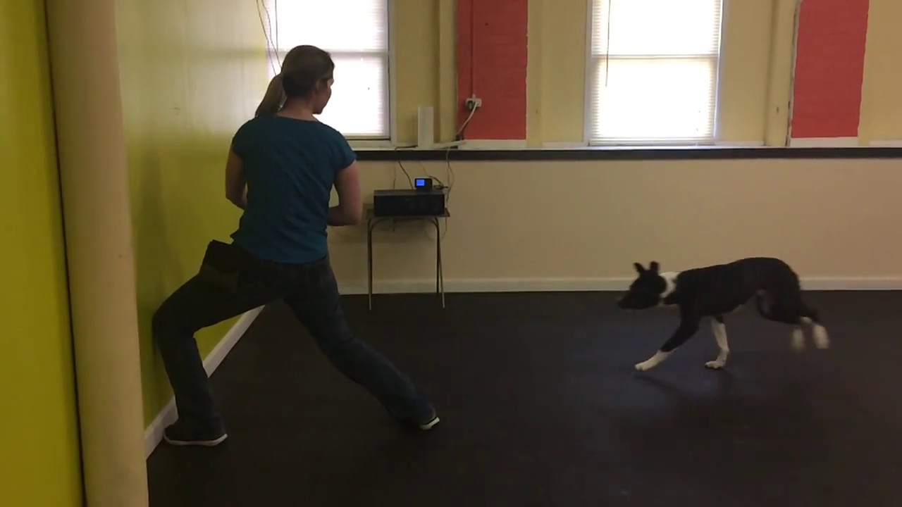 Training | Kristen working with Tux on the trick "Hit It" | Solid K9 ...