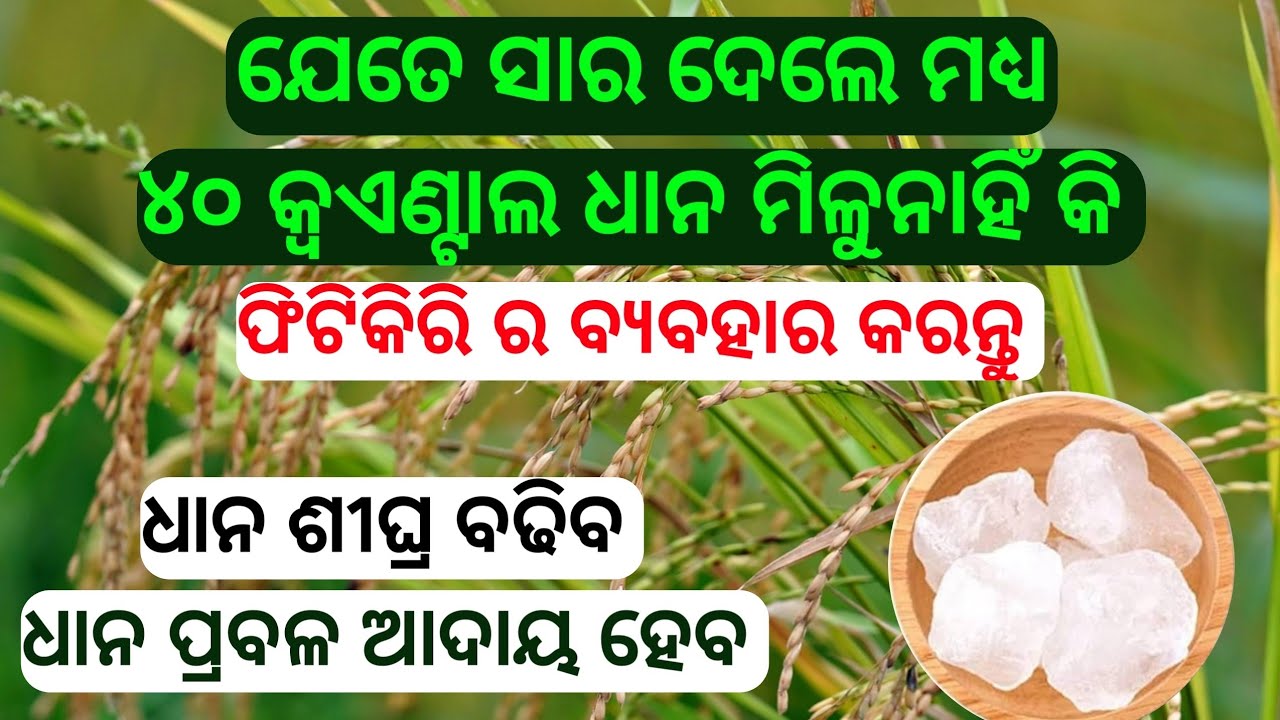 Fitikiri Use To Paddy Farming/ଧାନ ଚାଷ ରେ ଫିଟିକିରି ର ବ୍ୟବହାର/Fitikiri /# ...