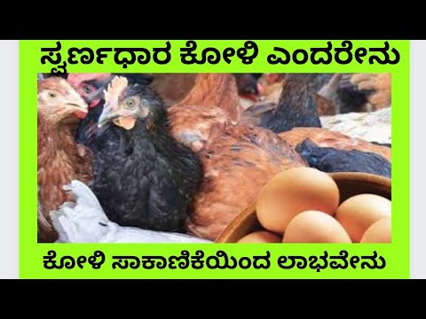 ಸ್ವರ್ಣಧಾರ ಕೋಳಿ ಎಂದರೇನು. ಎಷ್ಟು ಮೊಟ್ಟೆ ಮತ್ತು ಮಾಂಸ ಕೊಡುತ್ತದೆ ಇದರಿಂದ ಇರುವ ...