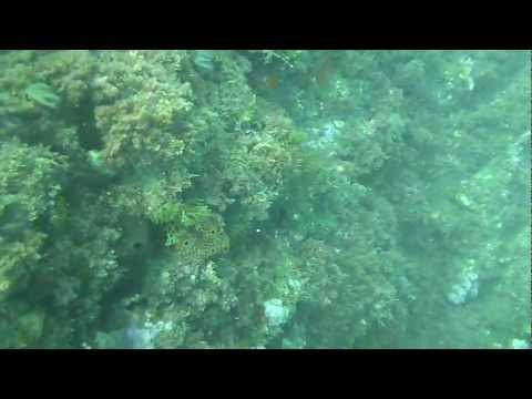 Porpo par Acrap #porpo #plage calabonita #alhucemas