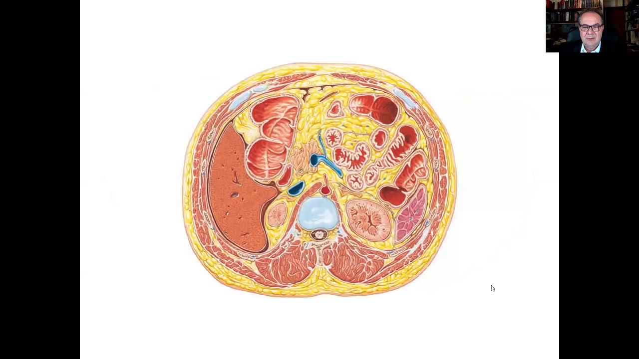 Anatomia radiológica do retroperitônio - YouTube