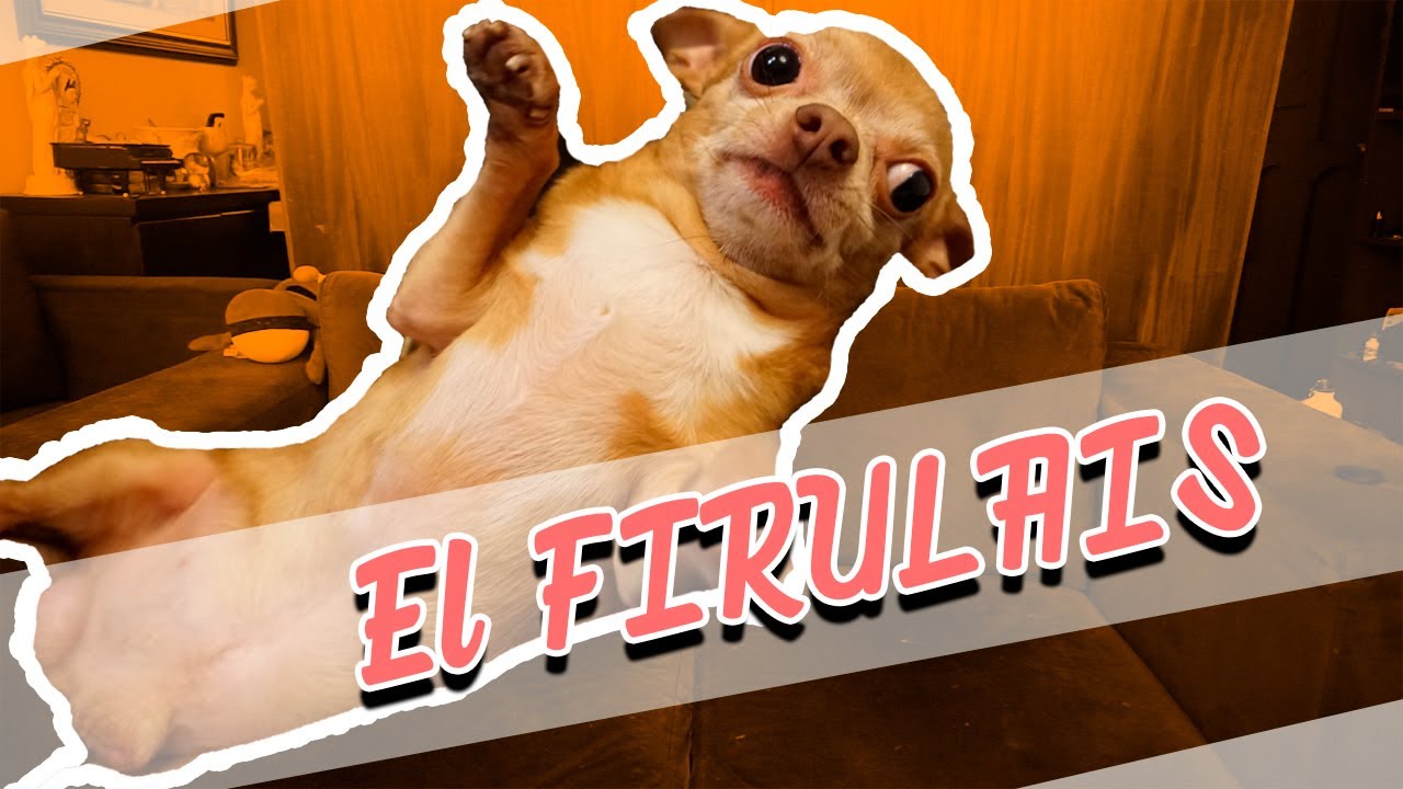 El Firulais (Toby) - Tag de la Mascota - YouTube