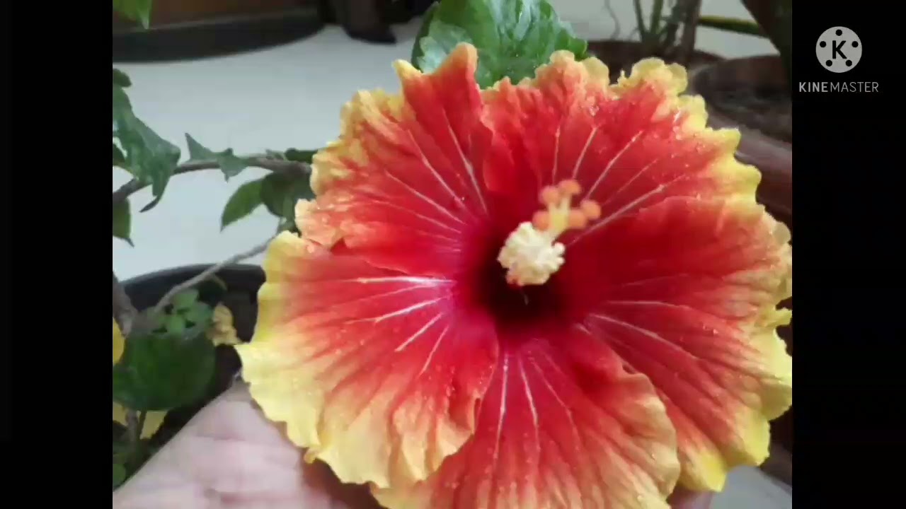 How i care my hibiscus/ China rose/ Gudhal/ Mandara plants. - YouTube