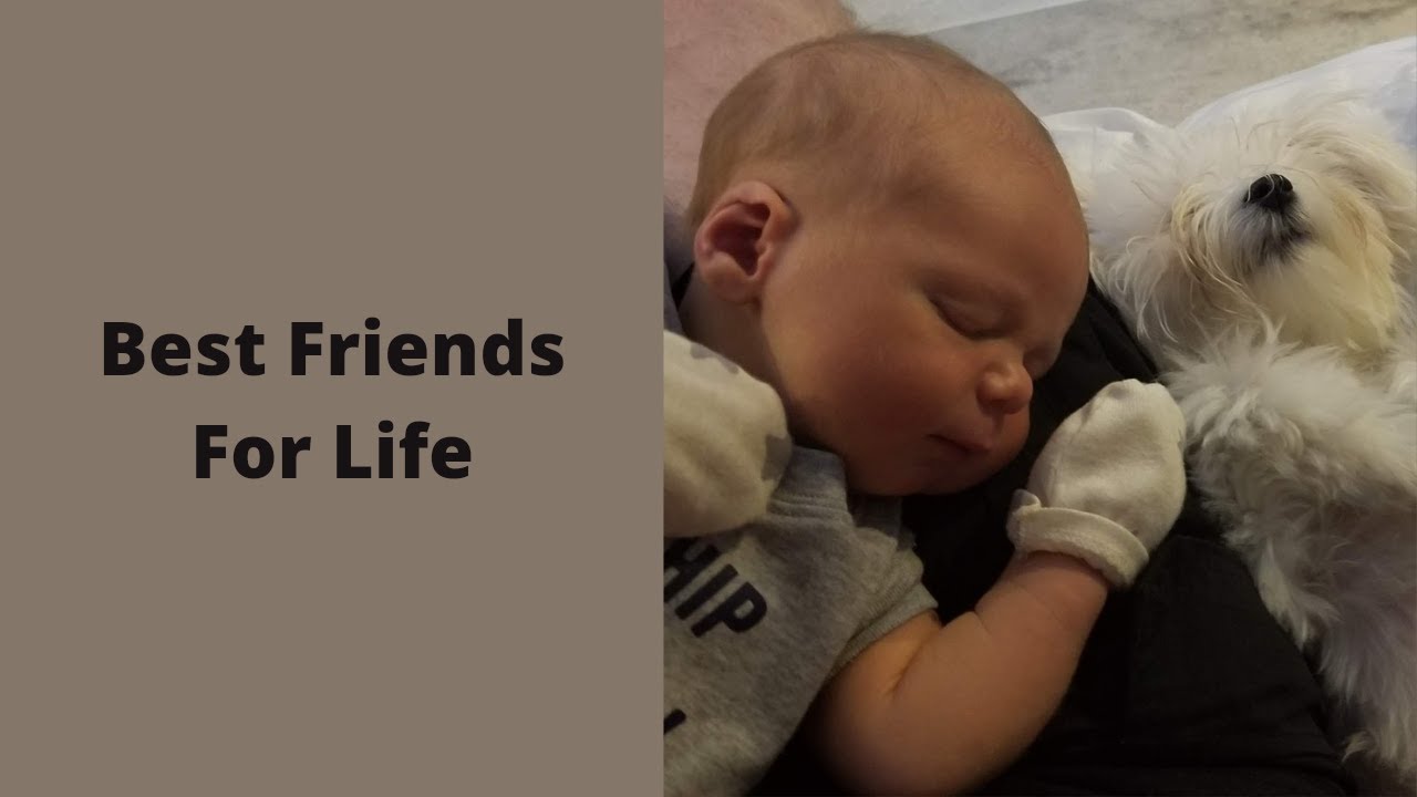 Cute Baby and Dogs Playing Together - YouTube