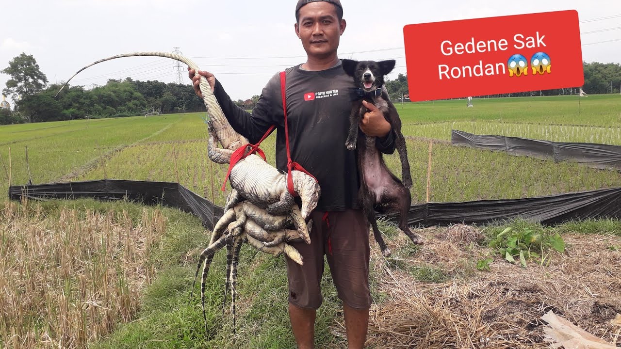Lokasi Tebu Ternyata Sarangnya Predator Biawak Jumbo#53 - YouTube