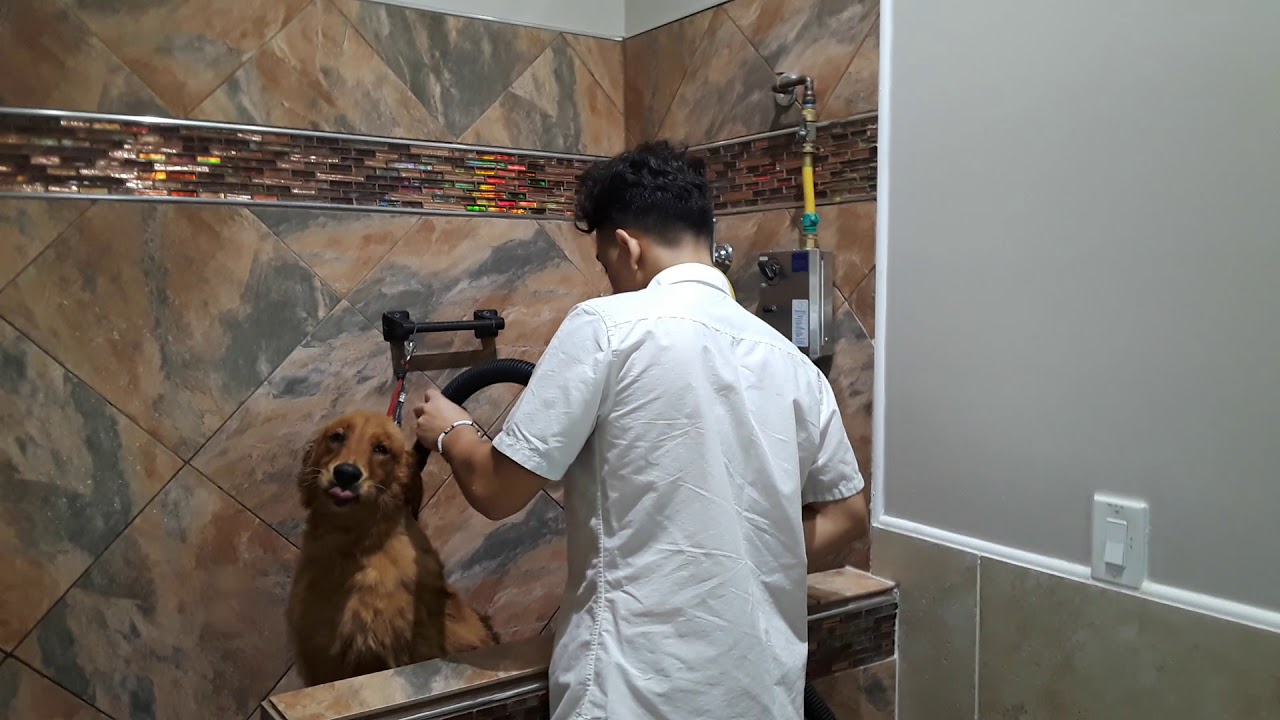 Fresh Pals Self Wash Suites - YouTube