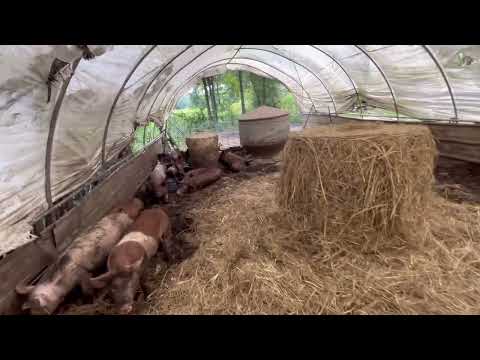 Pig Deep Litter Hoop Barn Update - YouTube