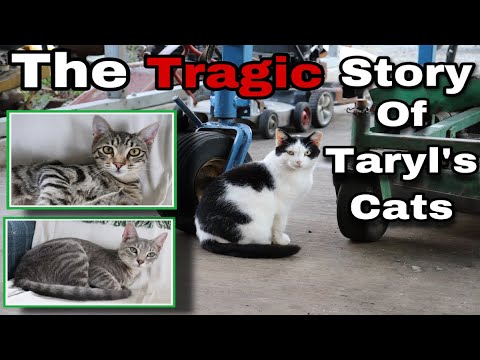 The Tragic (and Triumphant) Story Of Taryl's Cats - Incredible Story ...