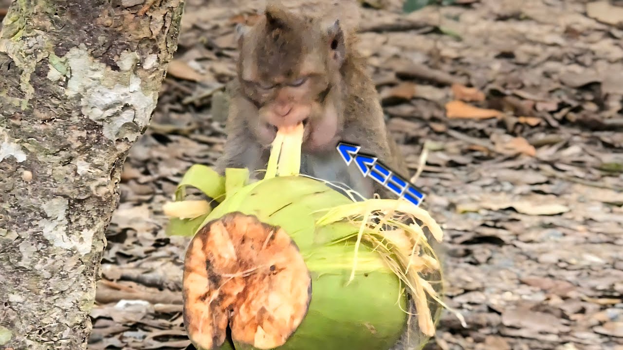 This monkey bite the coconut shell so hard that its mouth bulge. - YouTube