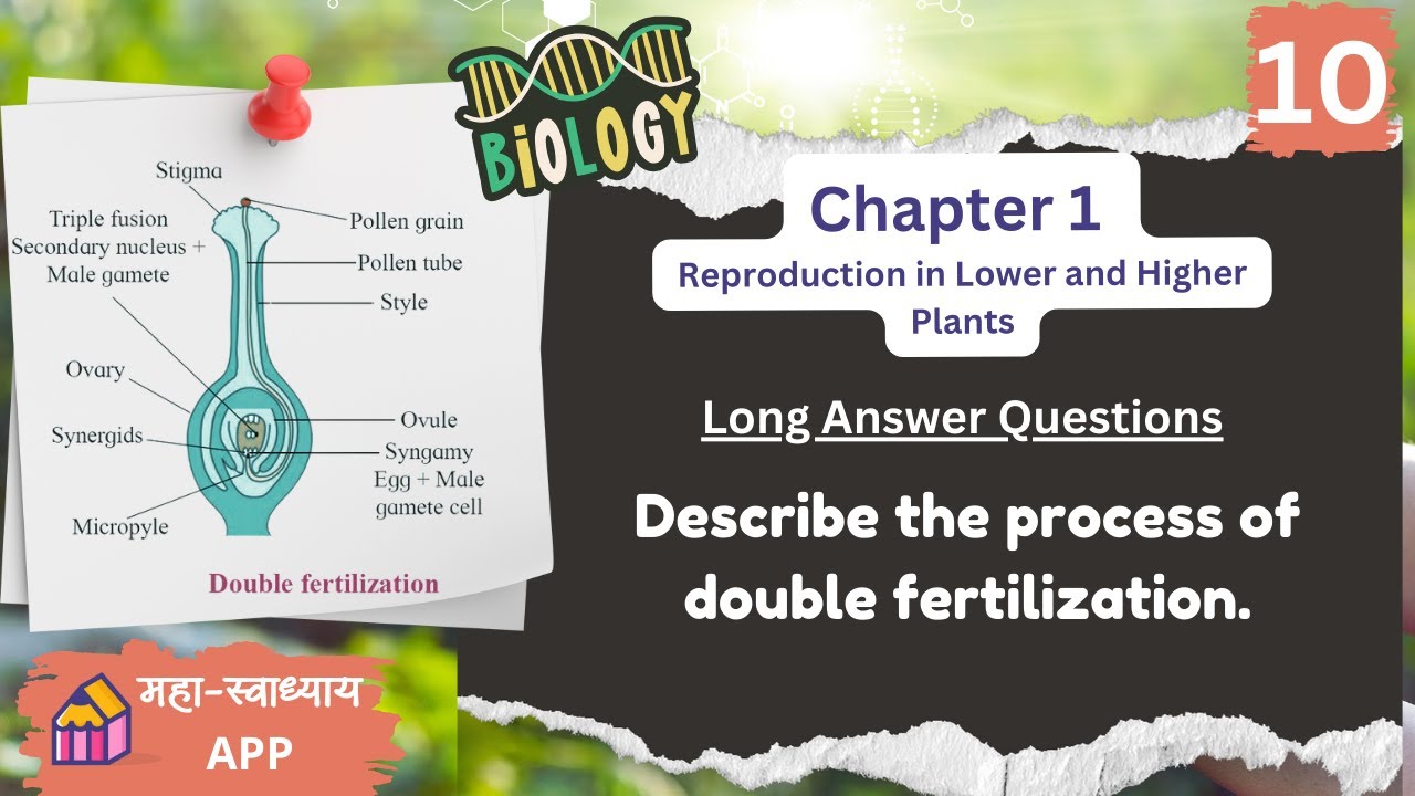 Describe the process of double fertilization | Long Answer Questions ...