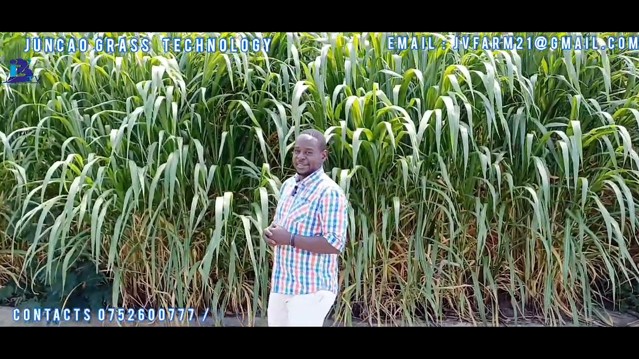 Juncao Grass Technology Benefits. Episode1. Contacts 0752600777.Email ...