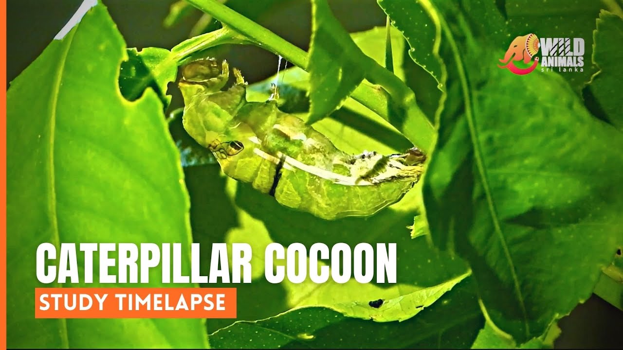 Amazing Caterpillar Cocoon Timelapse - YouTube