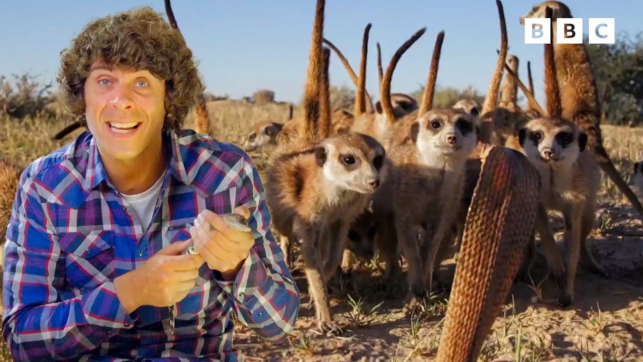 Can a Meerkat tackle a Cobra? | Andy's Baby Animals | Andy's Amazing ...