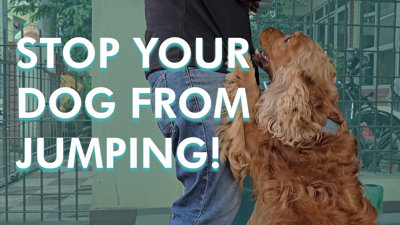 Teach your Dog the Down Command in 3 MINUTES - Basic Obedience Training ...