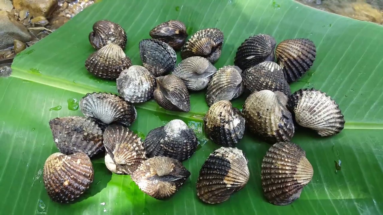 Primitive Technology - Cooking Cockle - grilled Cockle eating delicious ...