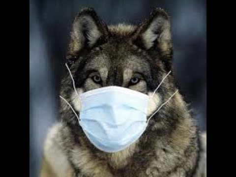 Цитаты волка из ТикТока часть 1 / подборка самых смешных приколов / мемы цитата /волк / тикток/#мемы