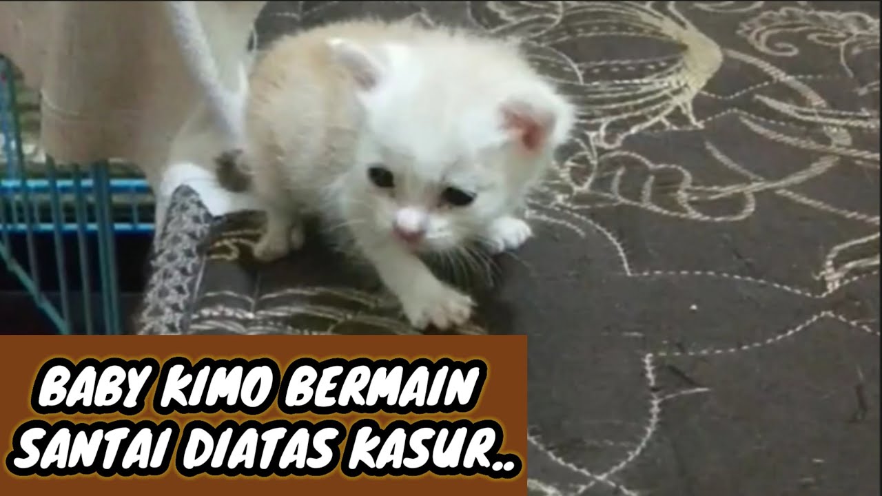 🟢 KITTEN KIMO SETELAH TERJATUH SUDAH KEMBALI BERMAIN DENGAN SANTAI. - YouTube