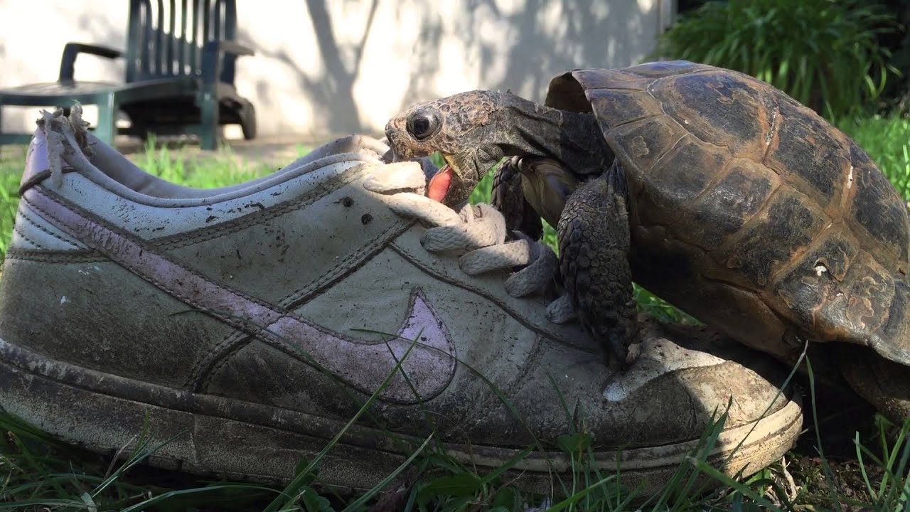 My turtle have sex with my Nike Dunk Sneaker - YouTube