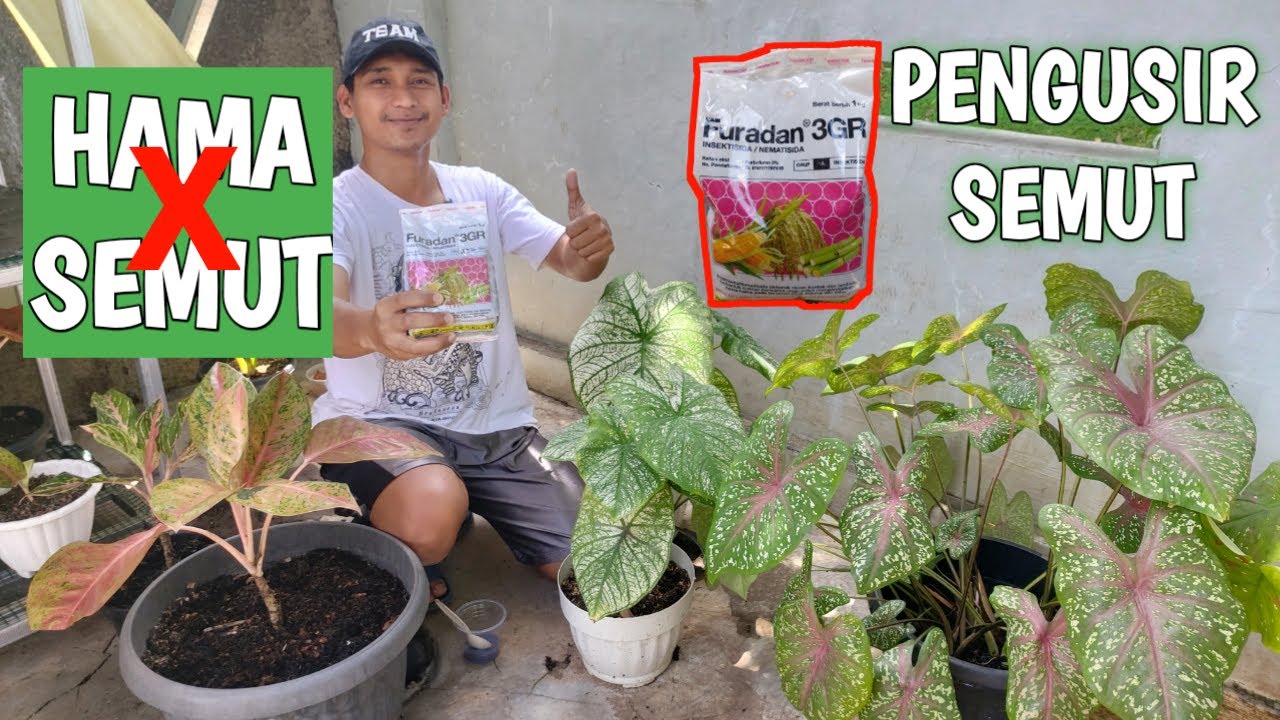 Cara Mudah Mengusir Hama Semut Pada Tanaman Hias - YouTube