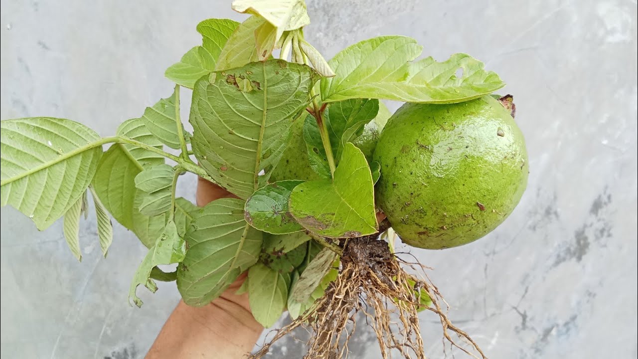 plant guava twigs using plain water!!..??¿ - YouTube