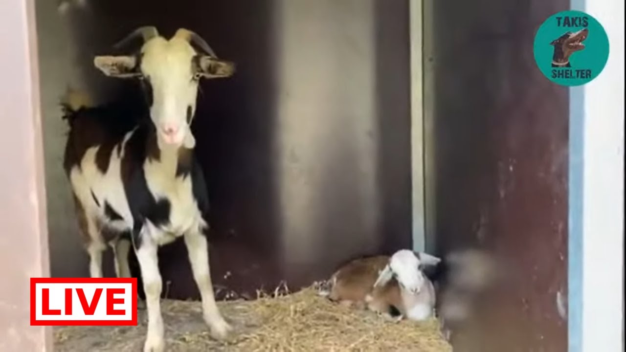 Little Nico is so cute - Takis Shelter - YouTube