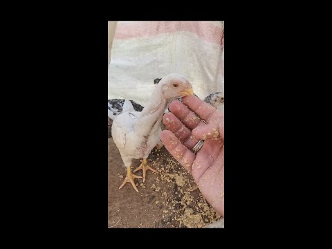 Maşallah o şhamo ve parrot aseller.