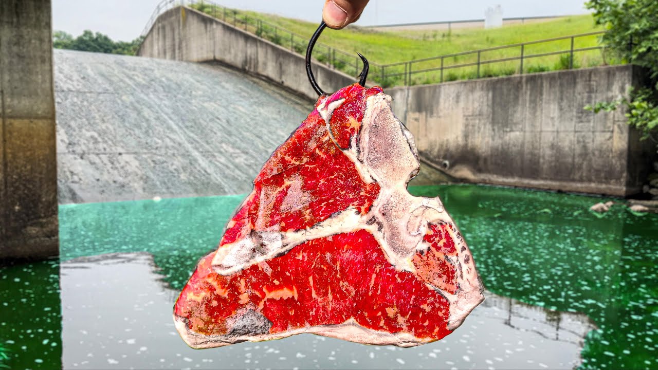 T-Bone STEAK = MONSTER Fish!!! (Near STATE RECORD!) - YouTube