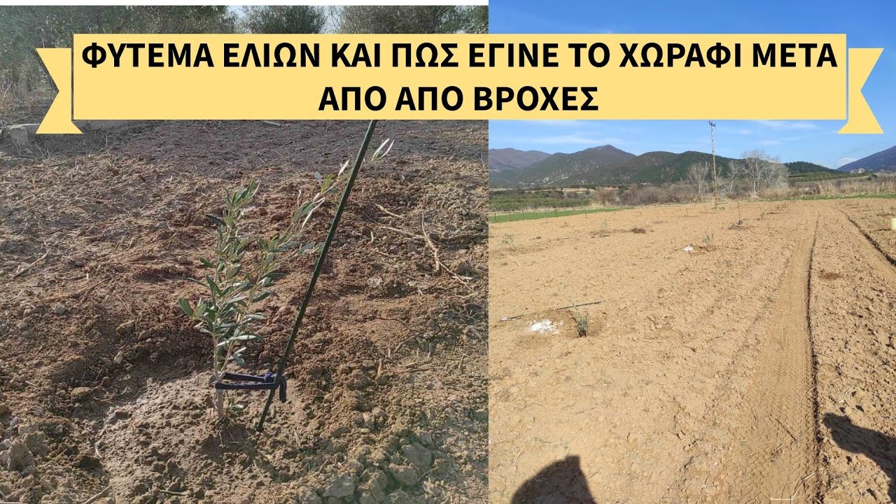 ΦΥΤΕΜΑ ΕΛΙΩΝ ΚΑΙ ΠΩΣ ΕΓΙΝΕ ΤΟ ΧΩΡΑΦΙ ΜΕΤΑ ΑΠΟ ΒΡΟΧΕΣ! - YouTube