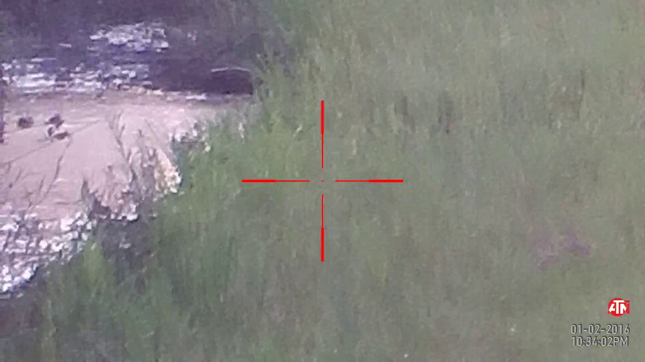 Wild Boar/hog SC hunt - YouTube